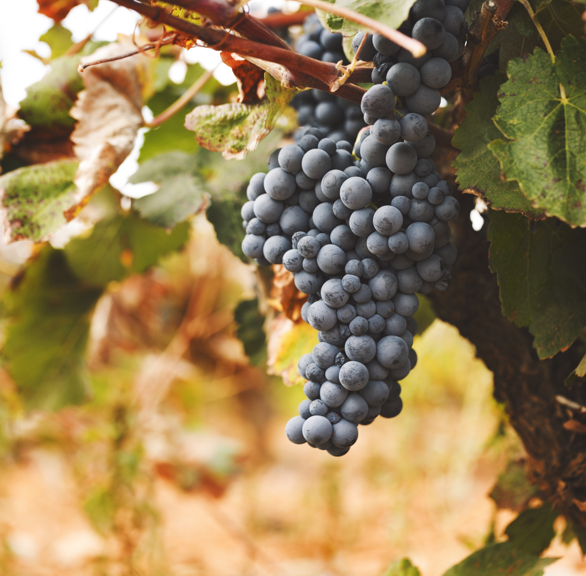 Utiel Requena y la variedad de uva Bobal como referente. - SolWines
