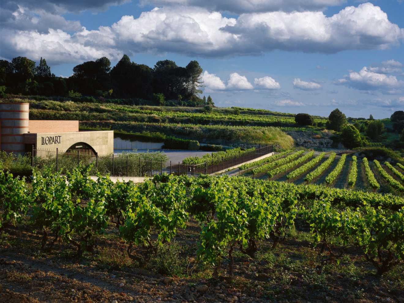 Bodega Llopart, D.O. Cava. - SolWines