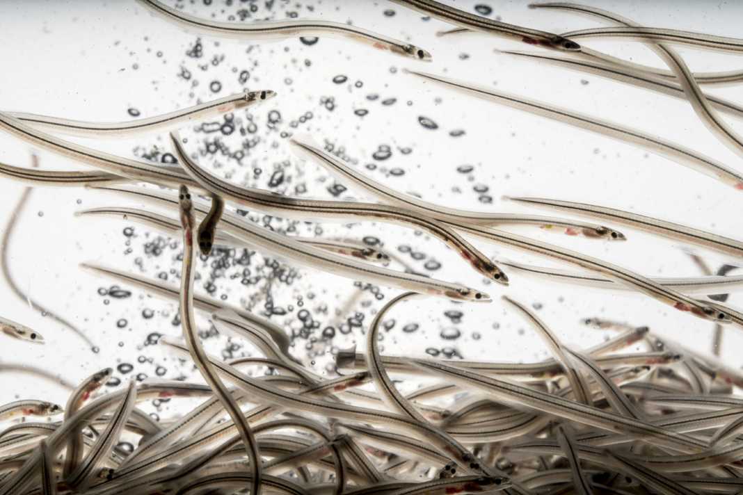 Comienza la temporada de angulas. - SolWines