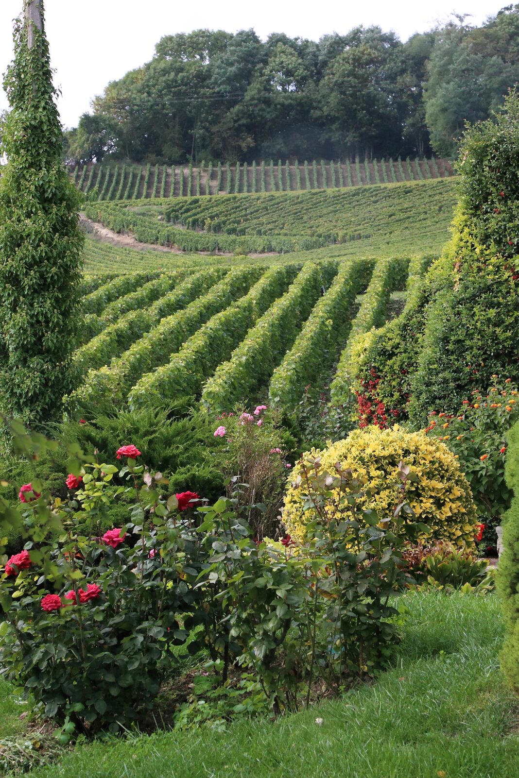 LA MAISON BERNARD REMY, AOC CHAMPAGNE - SolWines